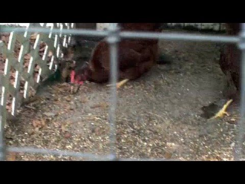 chicken eating snake - YouTube