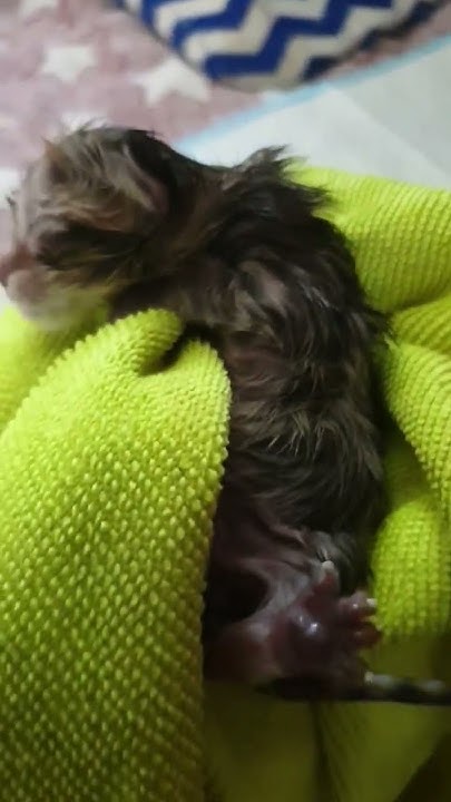 Только что родился/ британский котенок #shorts #kitten #kitty #kittens ...