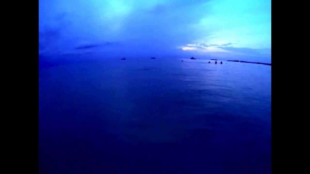 Shark heads towards swimmers in Negril, Jamaica Watch in 1080 HD - YouTube