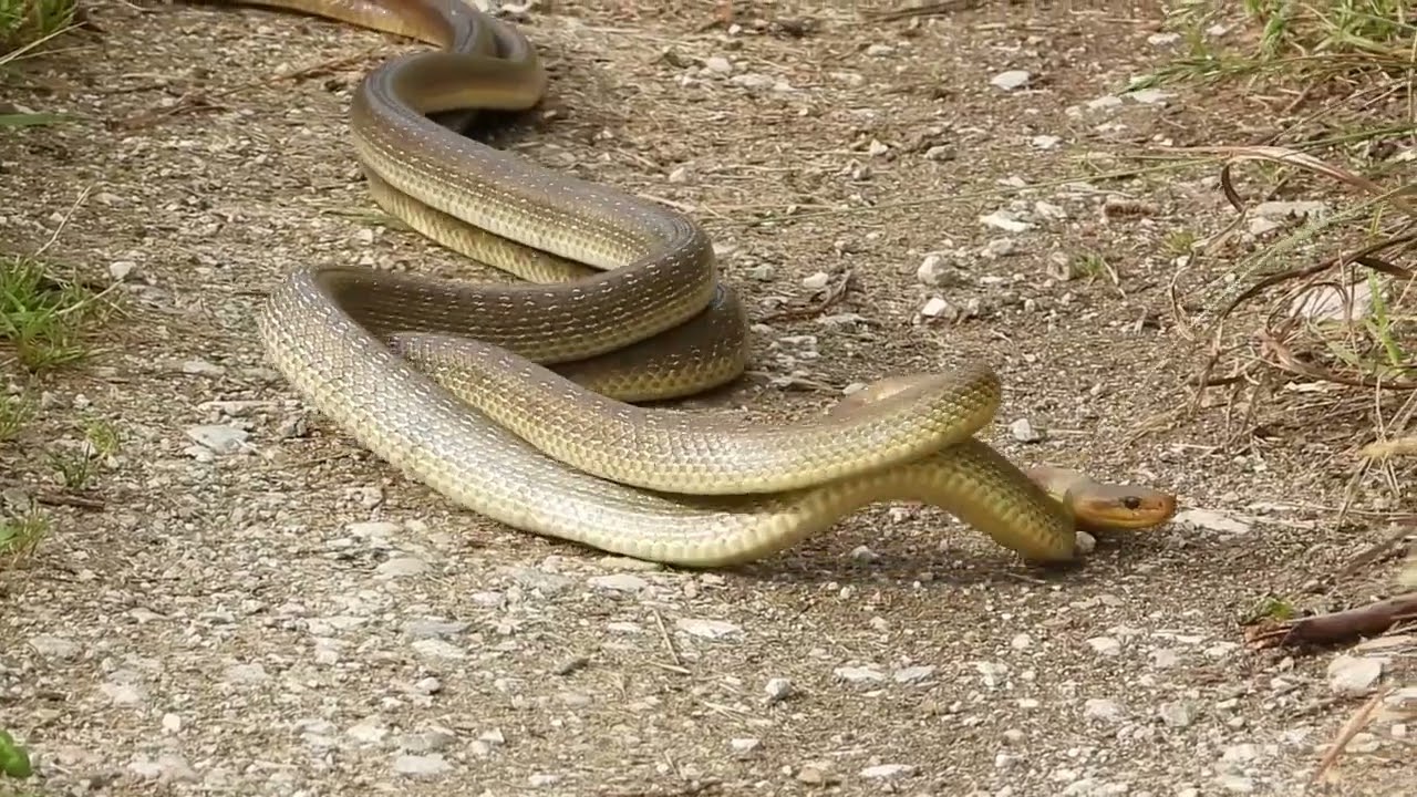 fierce fight between two snakes || दो सांपों की घमासान लड़ाई || - YouTube
