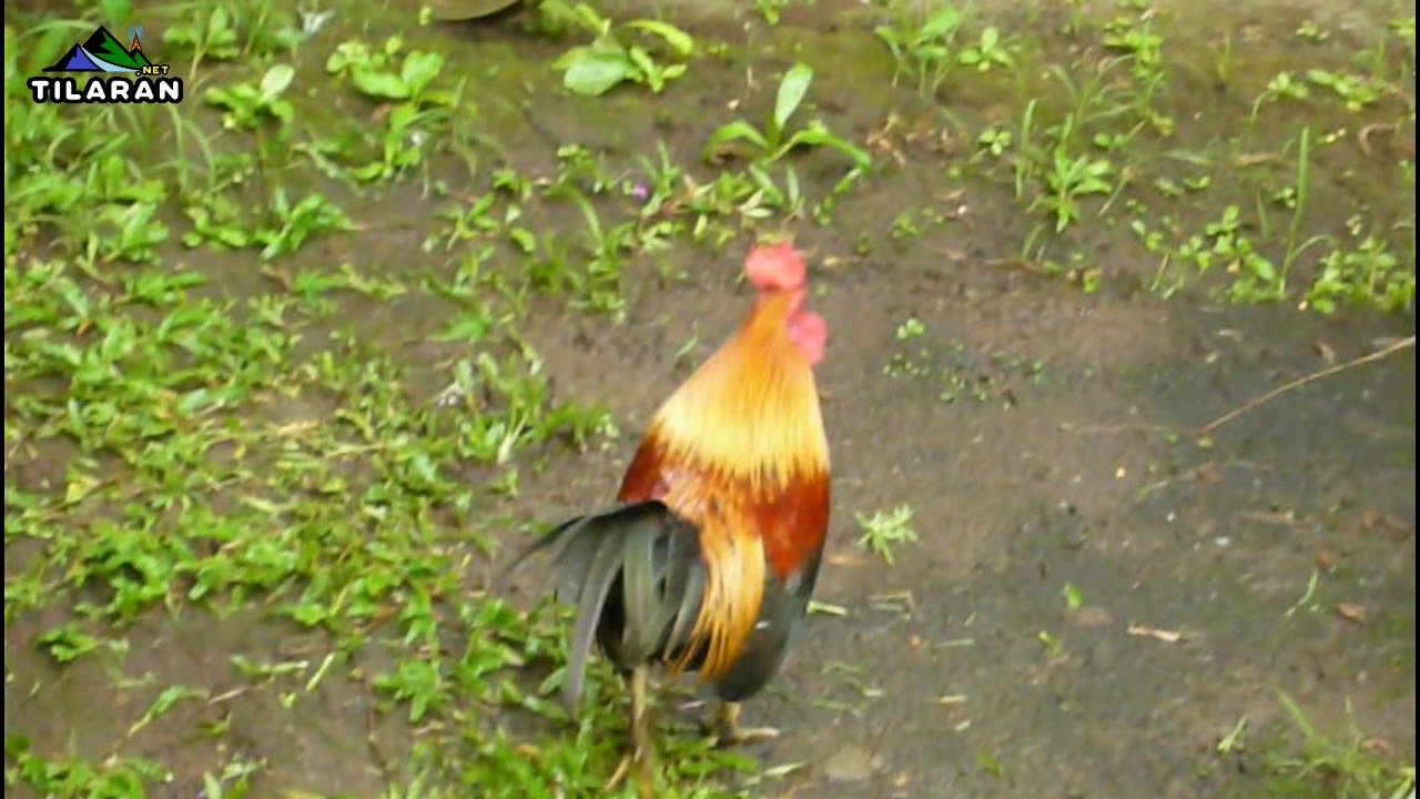 El Gallo Jardinero Colorado - www.tilaran.net - YouTube