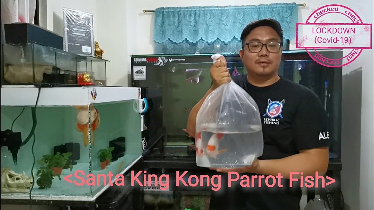 Santa King Kong Parrot Fish - YouTube