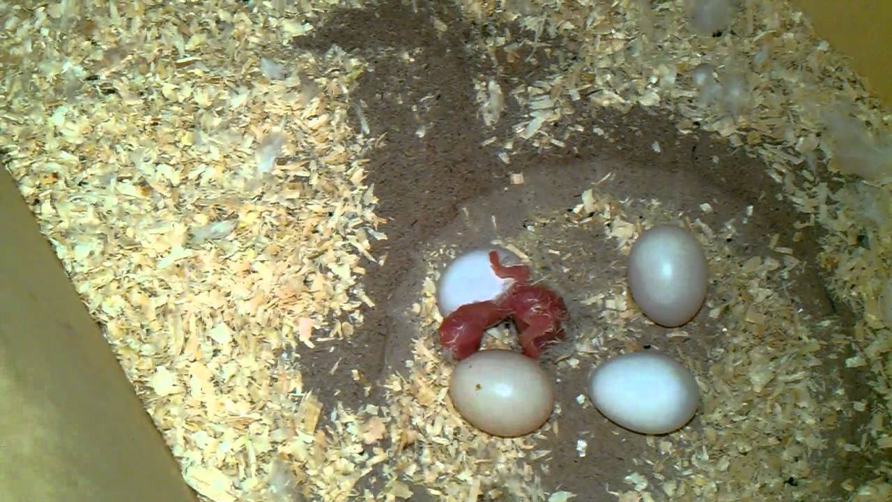 Red Rump Breeding -4 - YouTube