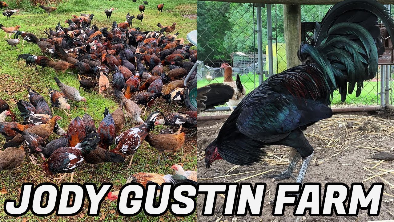 Nice Birds Jody Gustin Farm | Big Farm in USA - YouTube