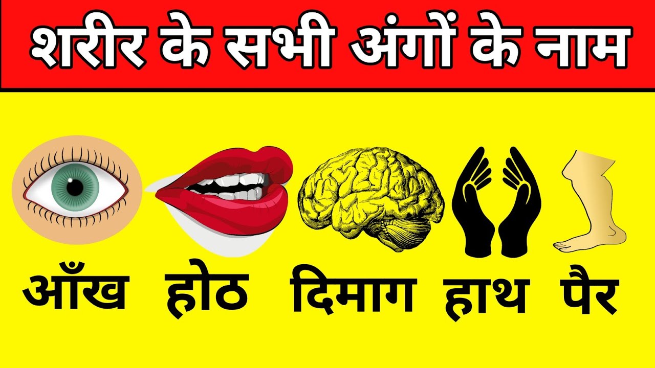 Body Parts Name In Hindi And body-parts-name-in-hindi-and