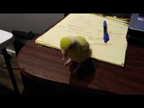 YOSHI'S MORNING ROUTINE. - YouTube