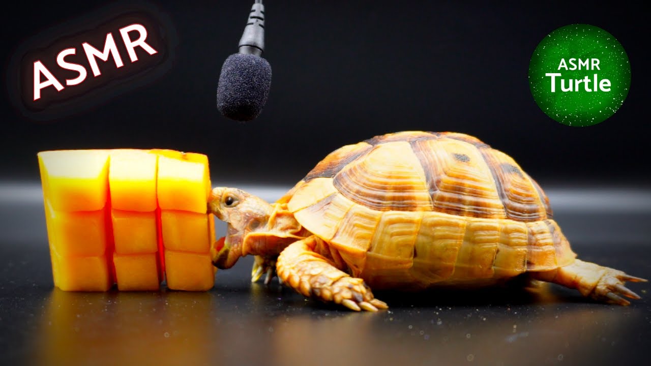 Turtle Tortoise Eating Mango ASMR Mukbang🐢 - YouTube