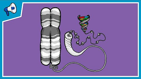 What is a Chromosome? - Stated Clearly - YouTube