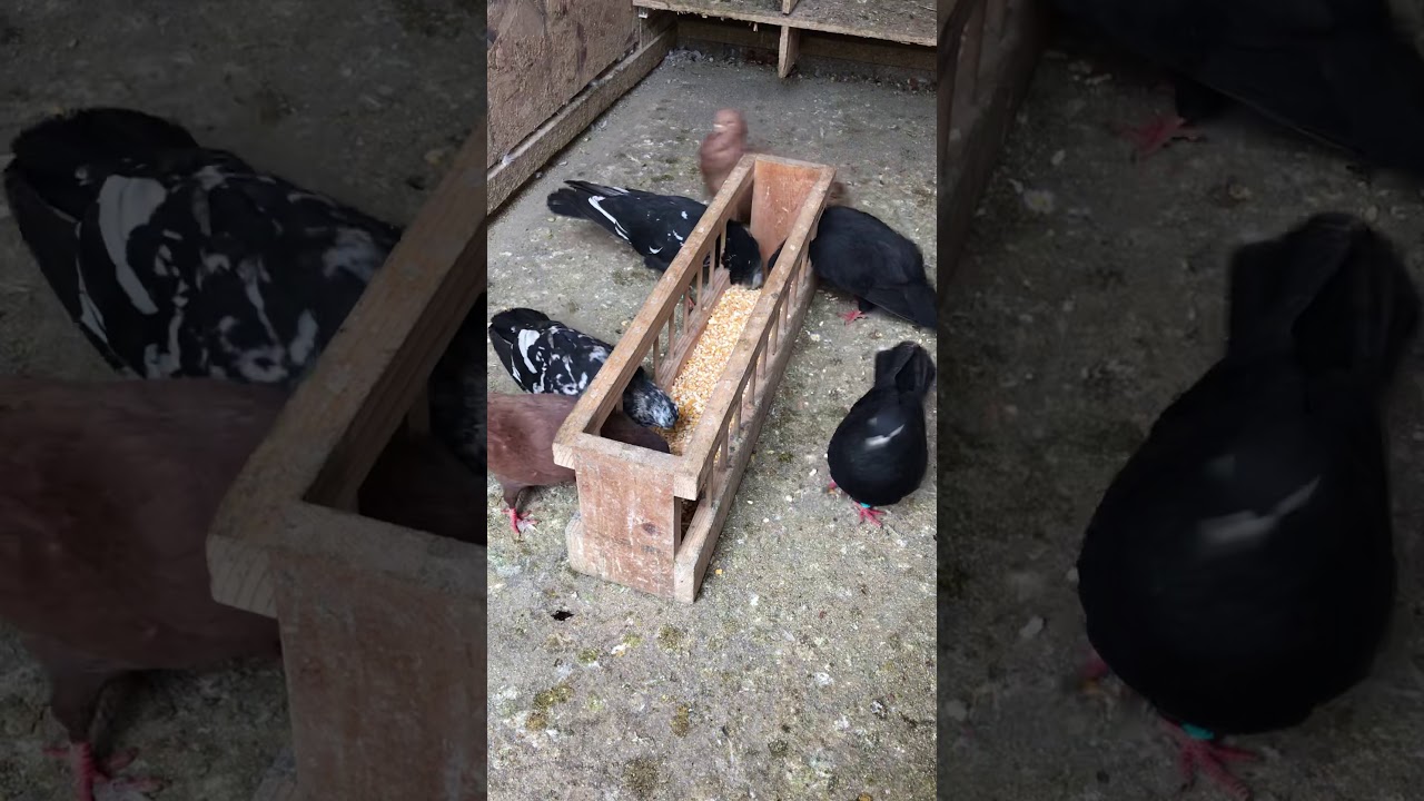 Parlor Tumbler Pigeons - YouTube