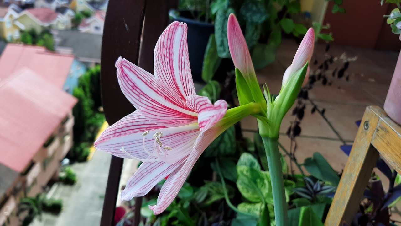 Amaryllis or Lerio: Hippeastrum Reticulatum, it's a bulb life🍃 - YouTube