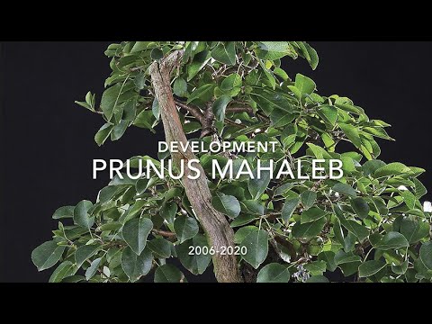 Prunus mahaleb development