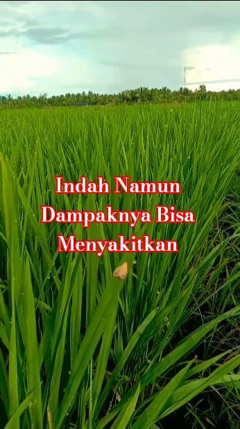 Hama kupu kupu/kaper - YouTube