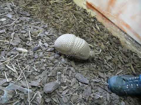 Running Southern three-banded armadillo - YouTube