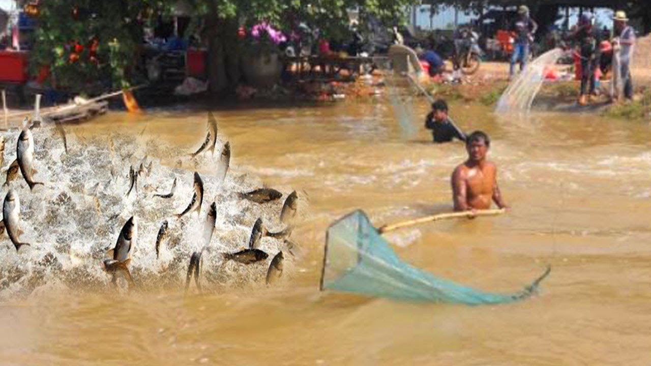 Viral Fishing Video In Flood Season Catch Lot Of Fish, village fishing ...