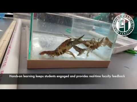 Take a Peek into the Animal Behavior Lab at Saint Francis University ...