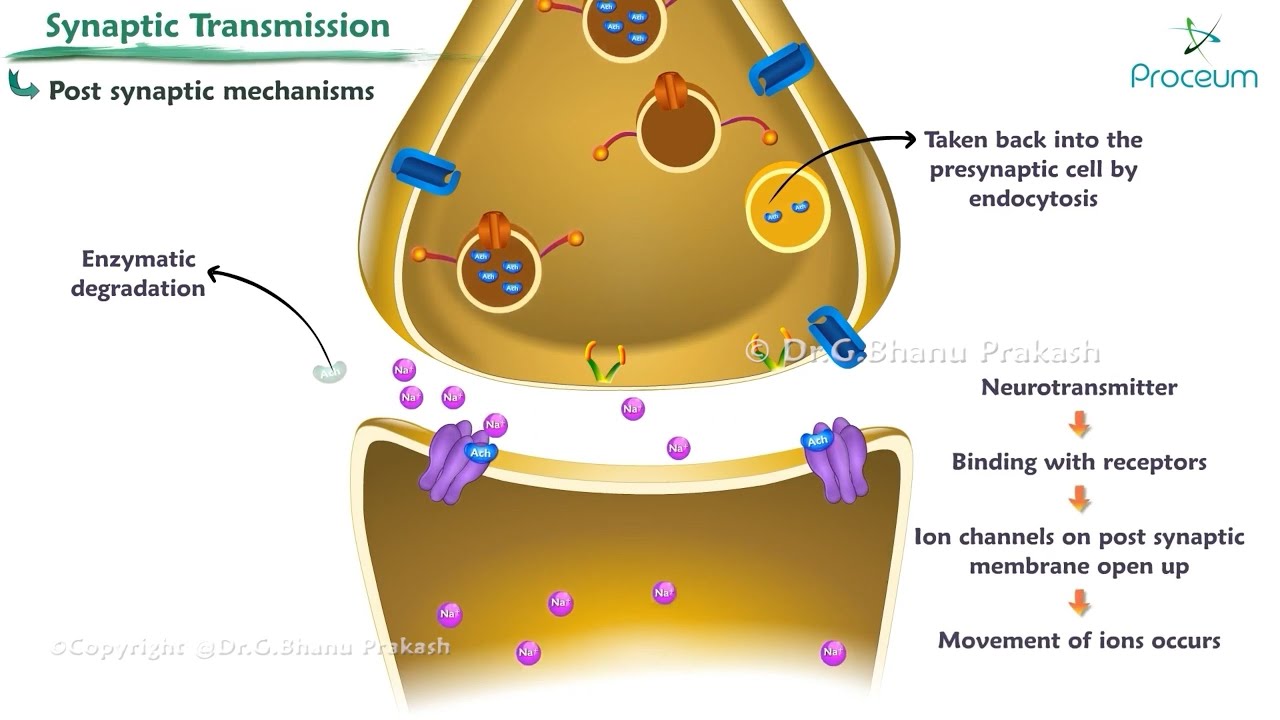 Synaptic Transmission (Animation ) : Nerve Physiology - YouTube