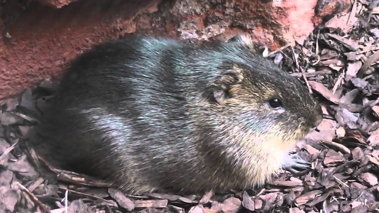 Sweet wild cavy in a german zoo in HD - YouTube