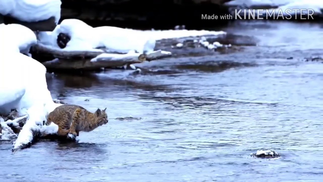 Jumping bobcat slow motion / animals world - YouTube