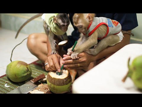 First time eating Coconut Monkey JoJo and Peypey