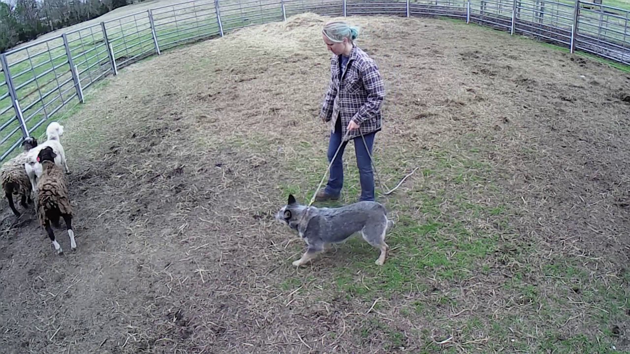 Bud Sheep 2-3-20 - YouTube