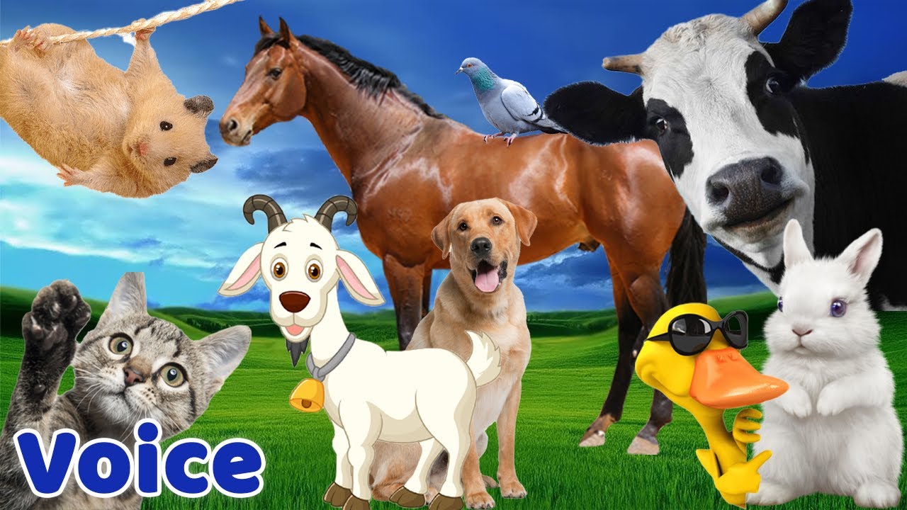 Pet sounds - Cute moments of animals, dog sounds, rabbit sounds, horse ...