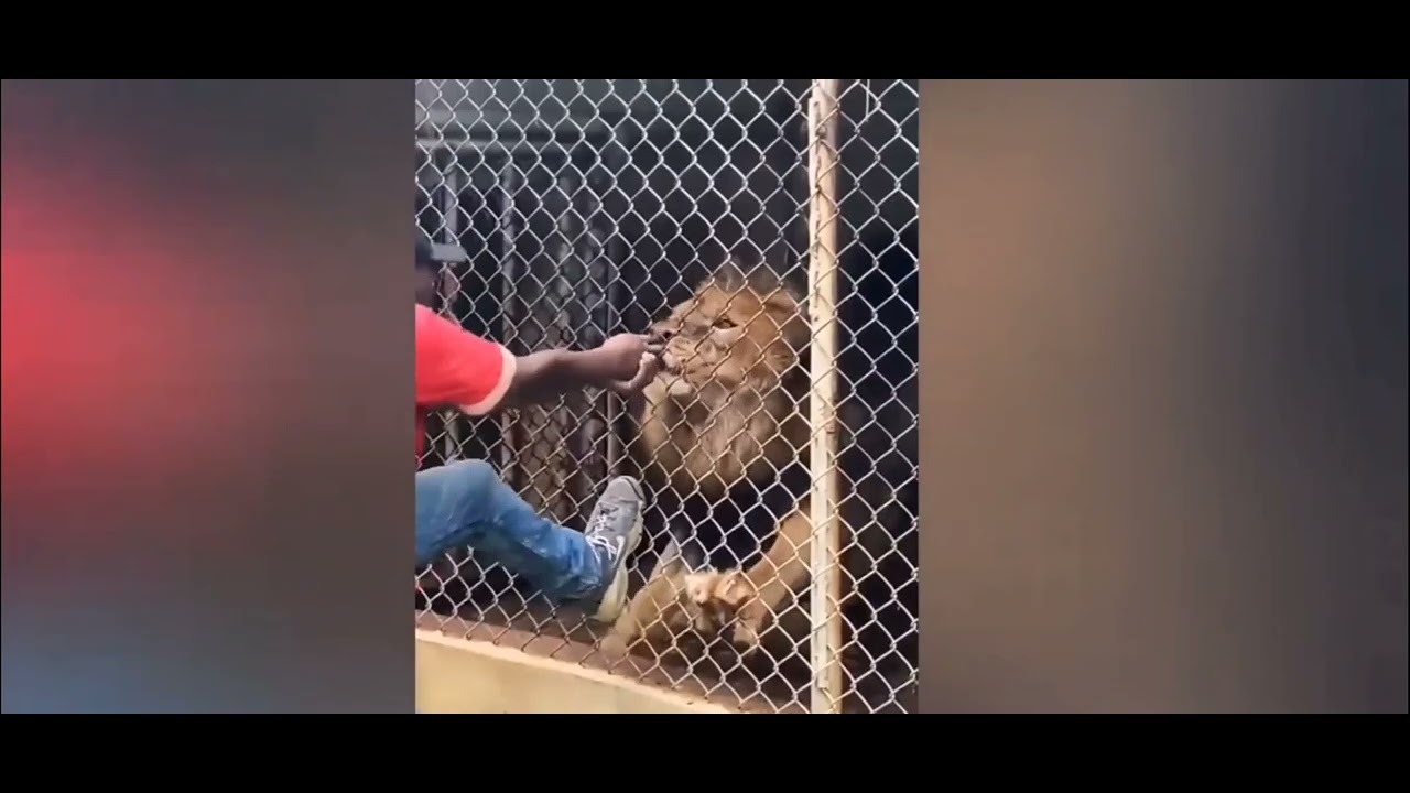 Lion bites off man's finger slow motion - YouTube
