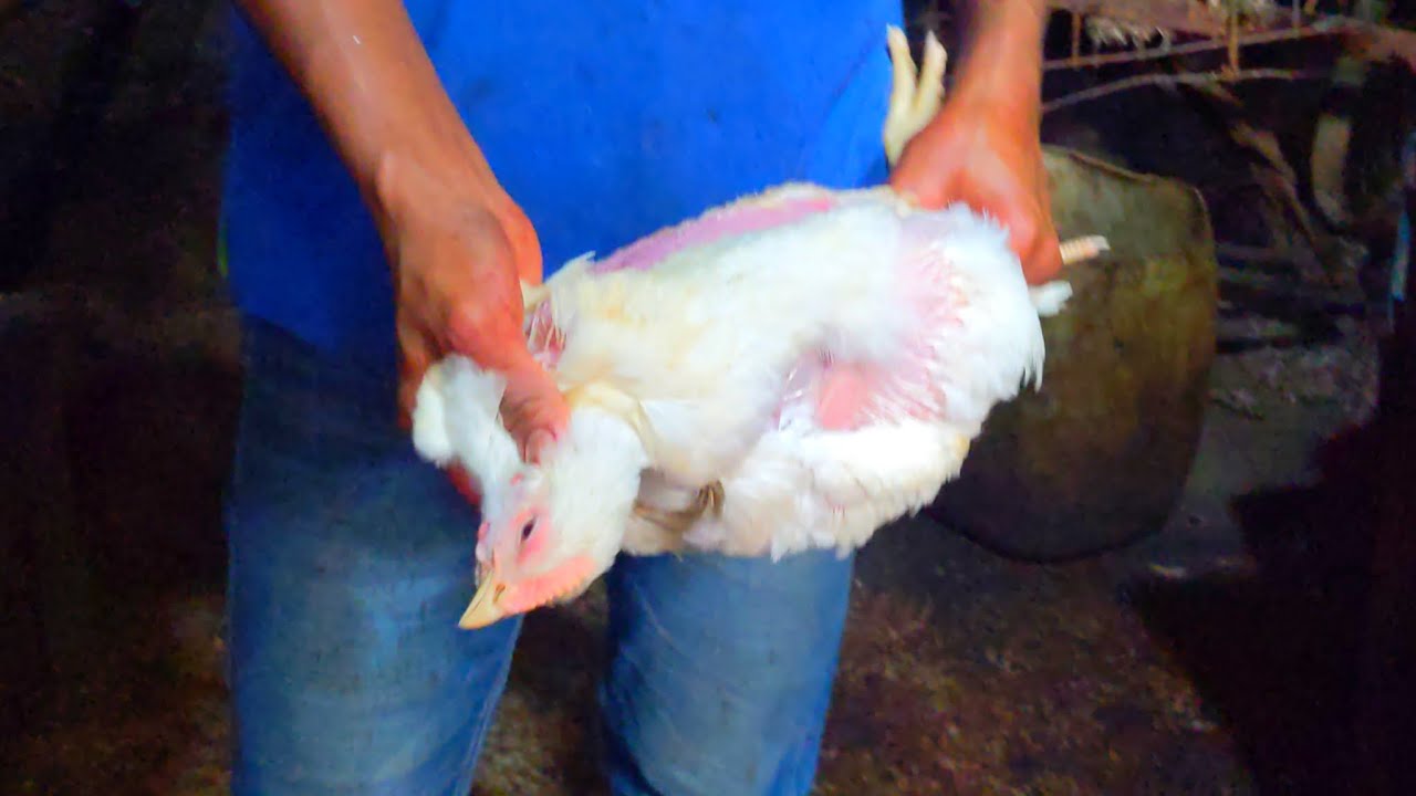 New Style CHICKEN Cutting || Most Fastest Chicken Cutting Skill in Road ...