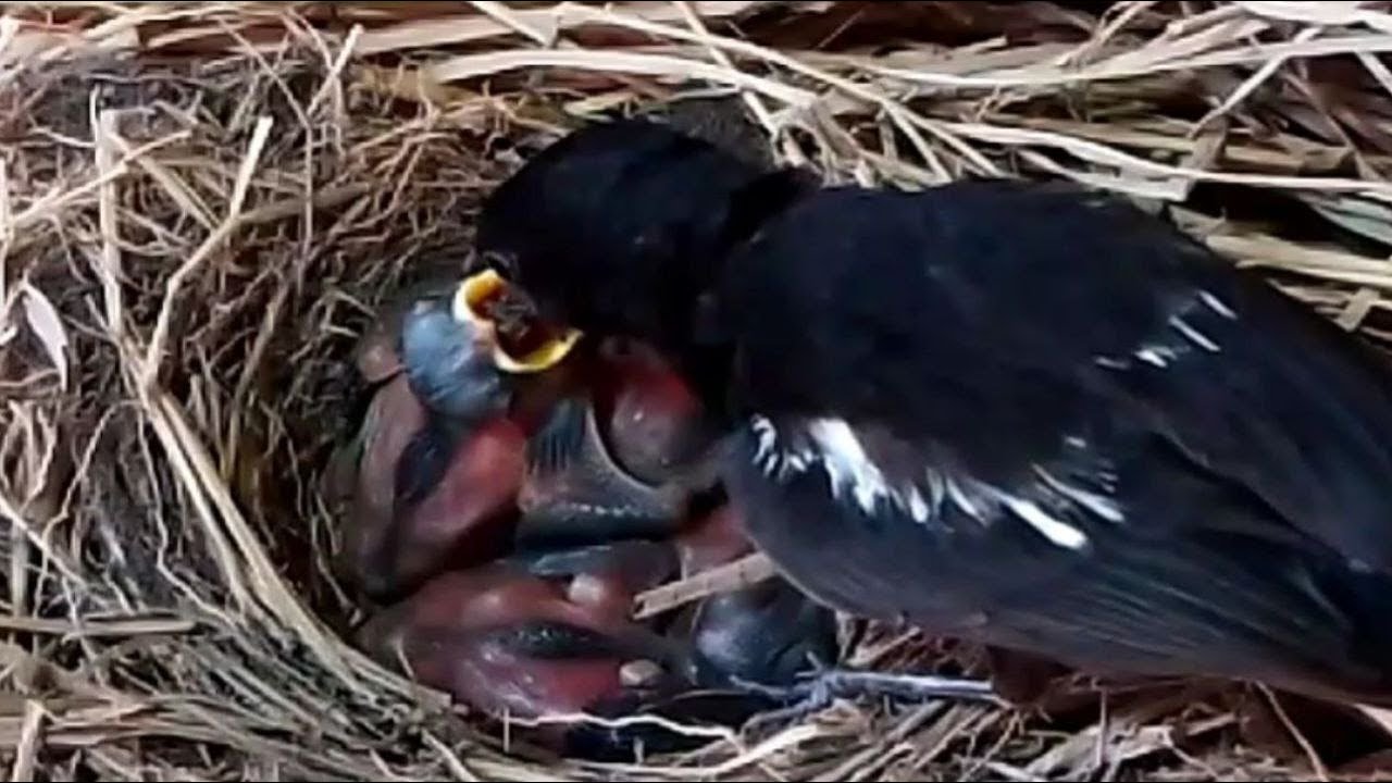 Sooty chat Birds bring food to feed the baby regularly#bird - YouTube
