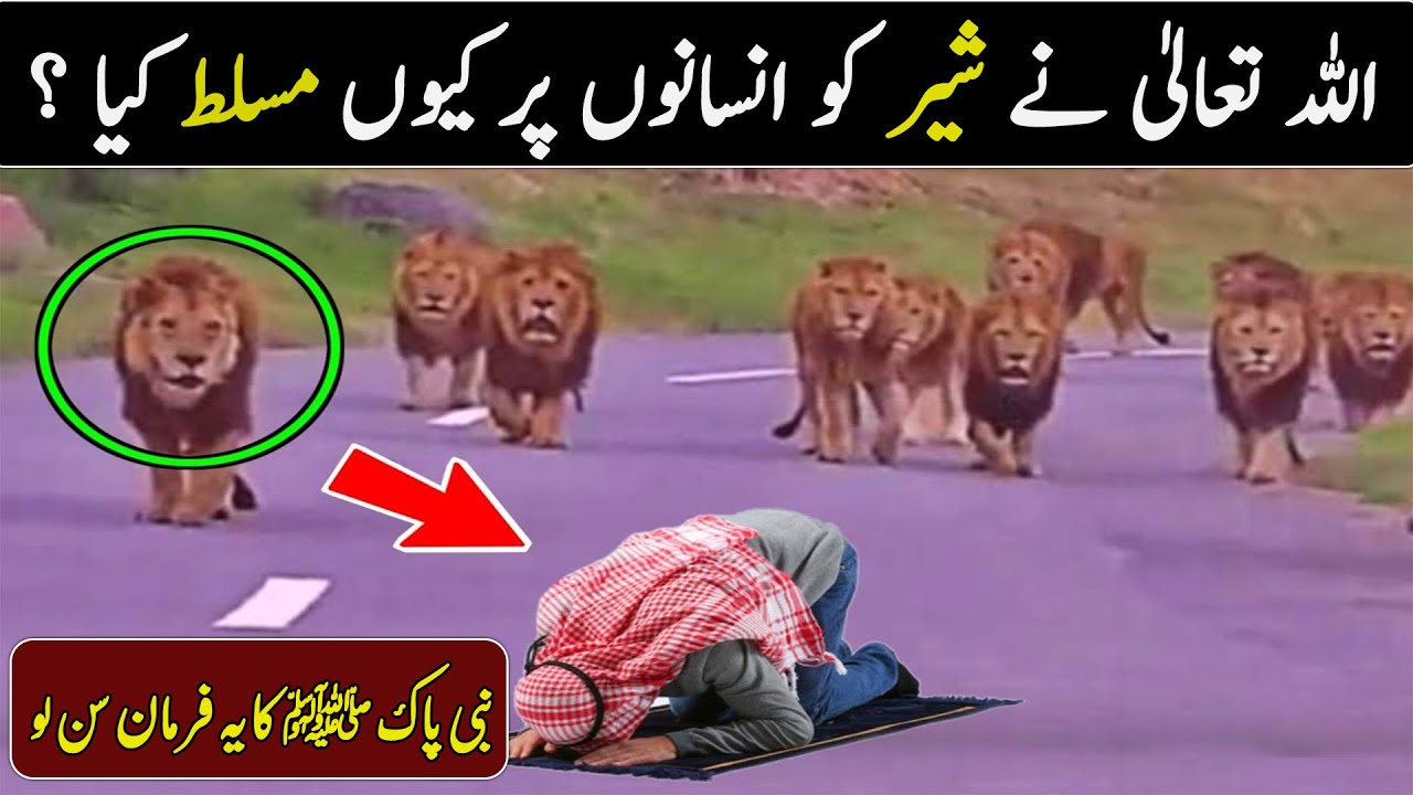 Allah Nay Shair (lion) Ko Kun Paida Kiya ? | شیر انسان پر کیوں مسلط کیا ؟ | ilm ki Baat - YouTube