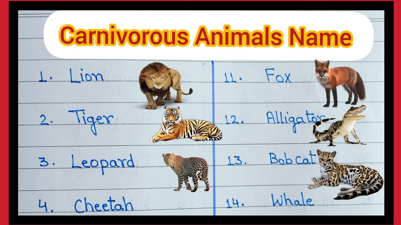 Carnivorous Animals Names Herbivore, Carnivore & Omnivore Animals