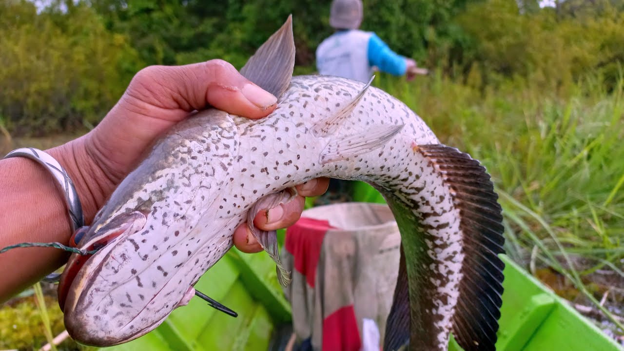 MANCING GABUS LIAR || MENGGUNAKAN TEKNIK PENINGGALAN KAKEK @ekopky87 ...