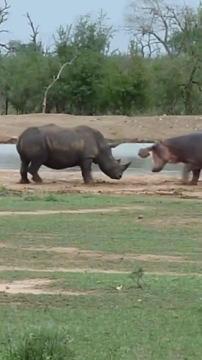 Rhino vs. Hippo: Clash of Titans! 🦏🆚🦛 - YouTube