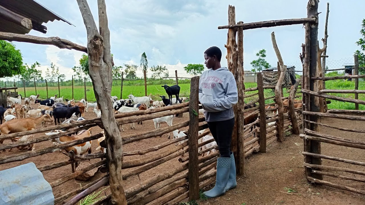 Goat Farming: Simple Goat Structure, Exercising Yards Explained - YouTube