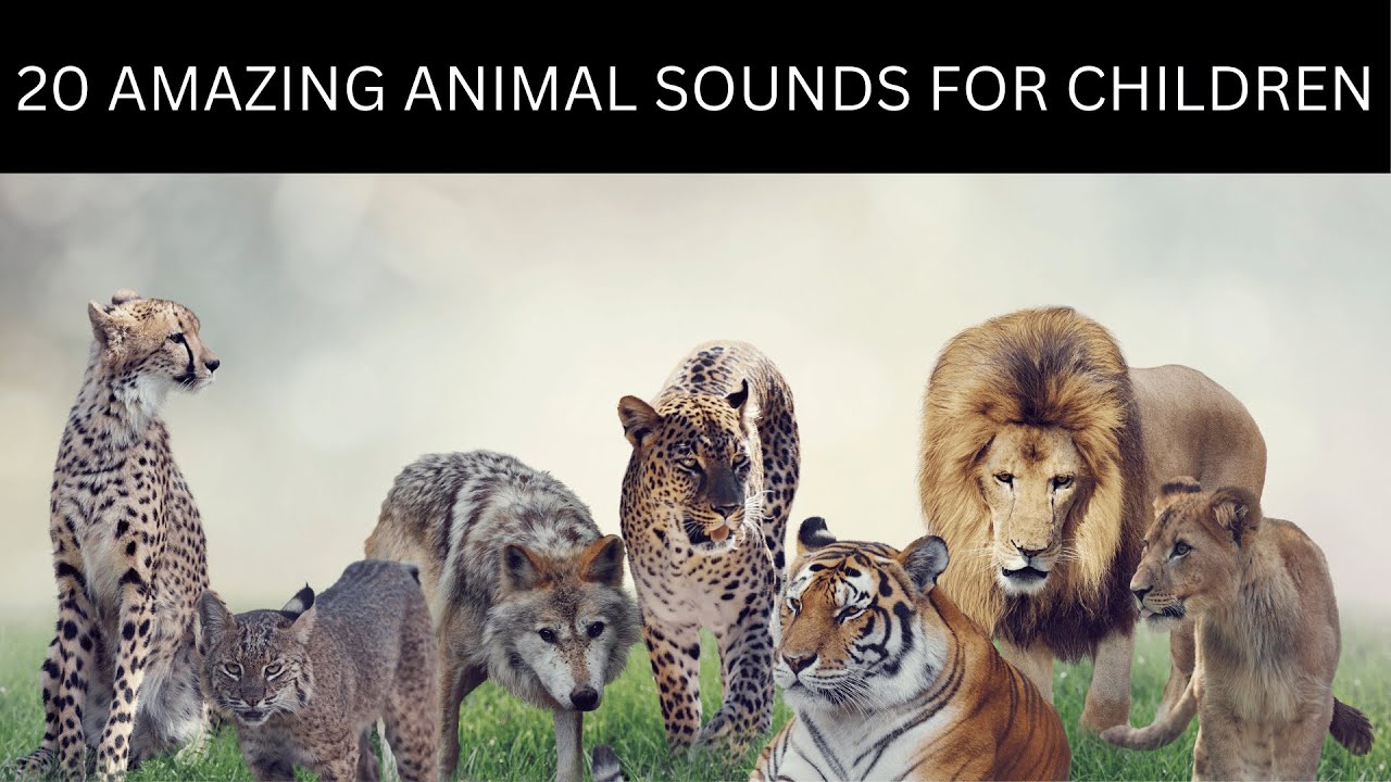 20 AMAZING ANIMAL SOUNDS FOR CHILDREN - YouTube