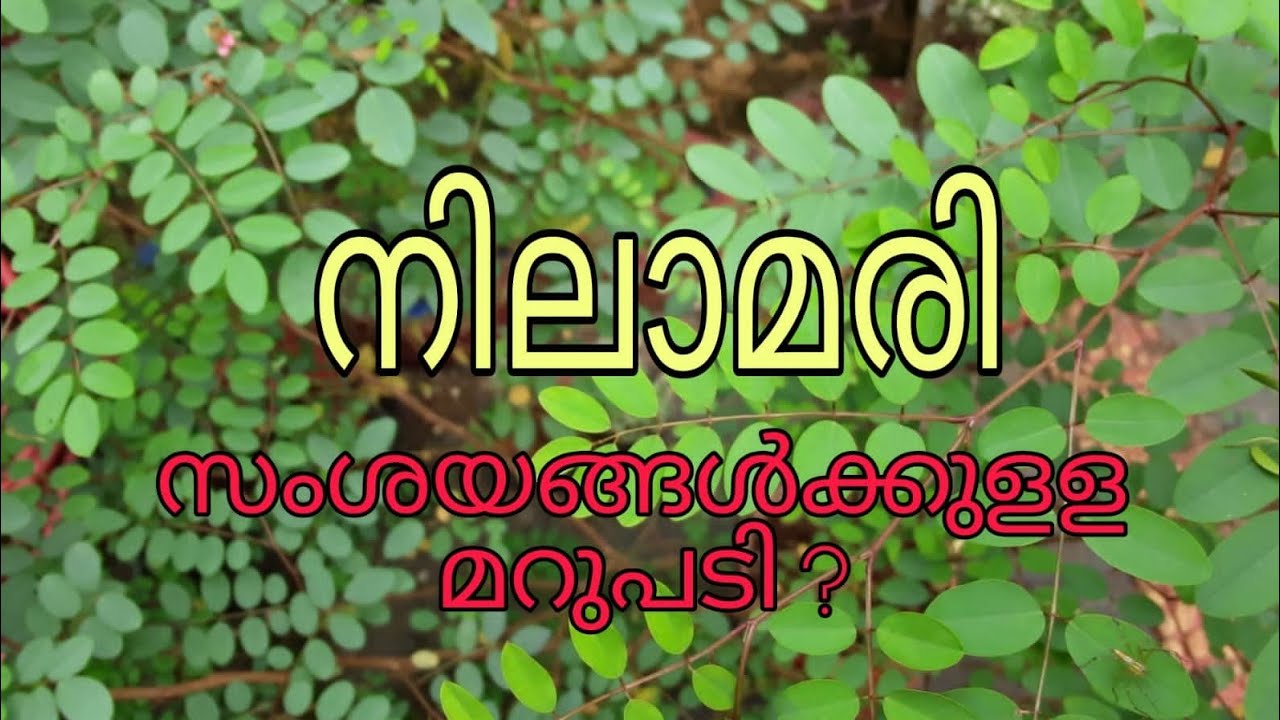 നീല അമരിചെടി തിരിച്ചറിയാൻഇതുപോലെ ചെയ്തു നോക്കൂ|how can we identify ...