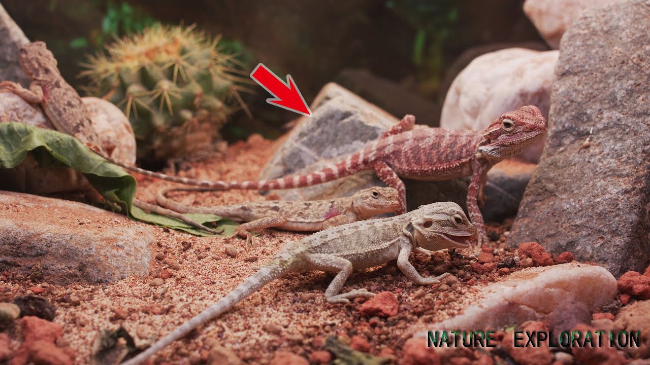 I hope these cute reptiles grow up quickly😁 - YouTube