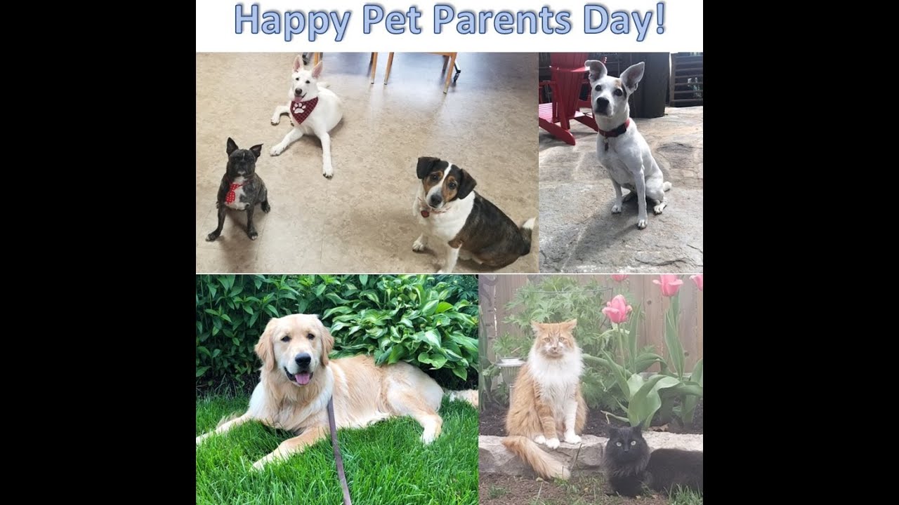 Pet Parents Day - YouTube