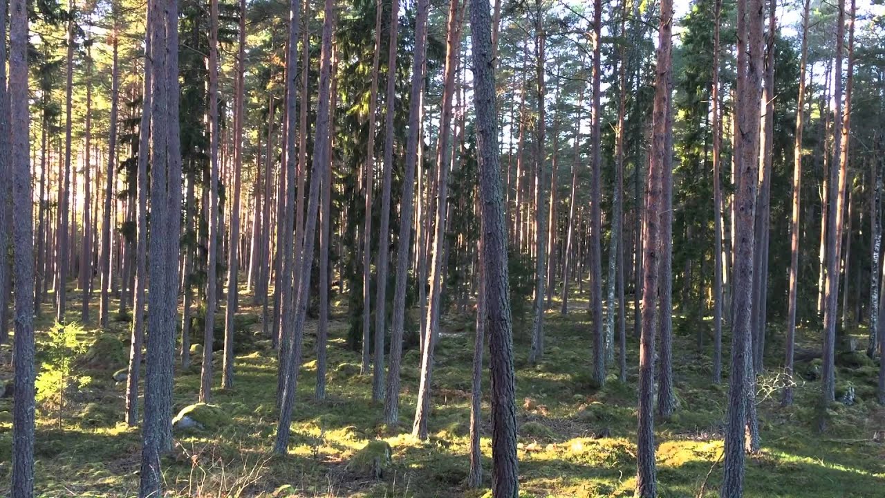 7 älgar på rad (moose hunt) - YouTube