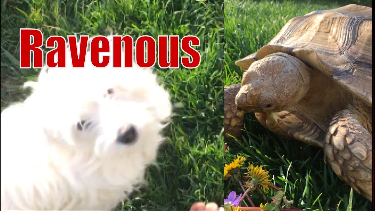 Feeding Stegosaurus Flowers While Fending Off Ravenous Wolves ...