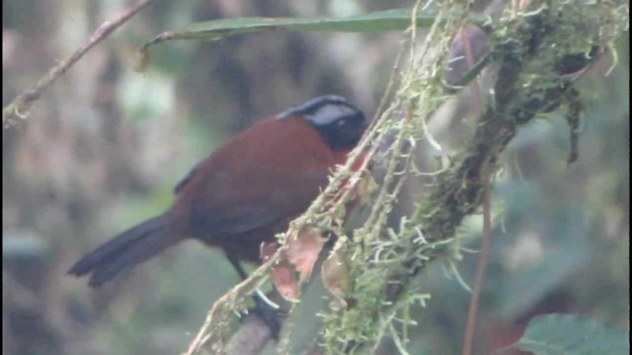 Tanager Finch, Oreothraupis arremonops, Reserva Coeligena Orina ...
