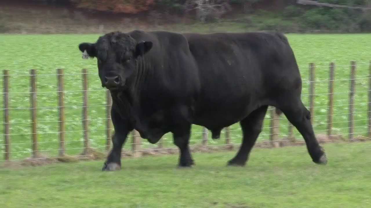 HERD SIRE : KAHARAU CLASS 790 - YouTube