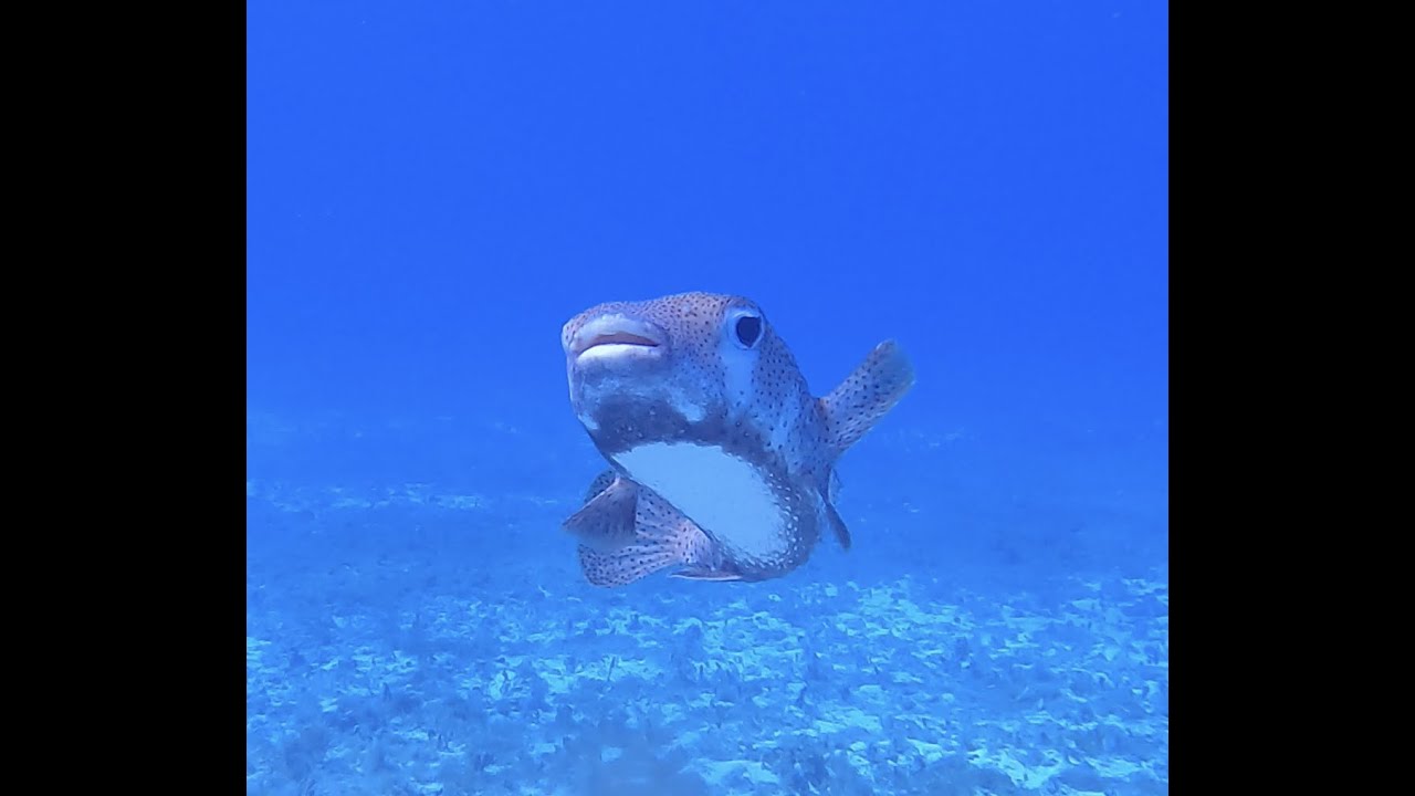 Scuba Club Cozumel Shore Dive 12-31-2021 - YouTube