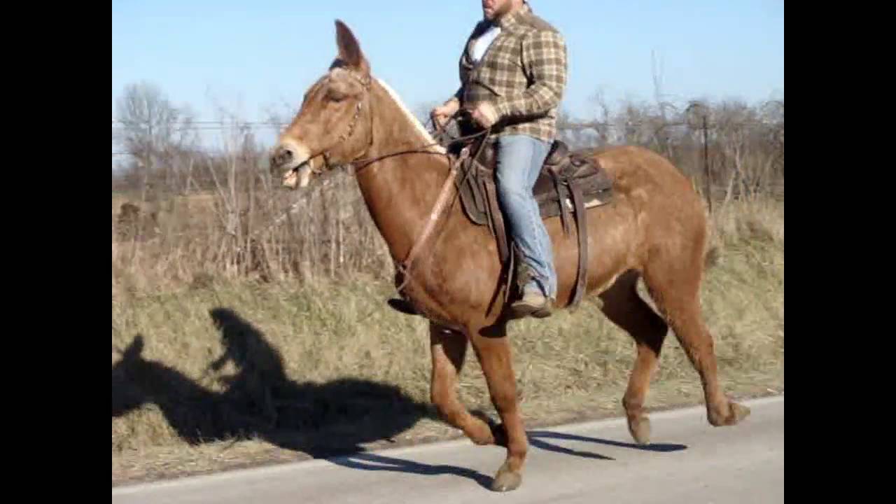 PALOMINO JOHN MULE - YouTube