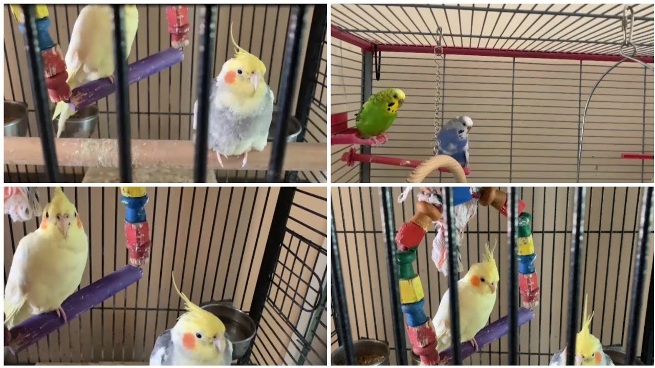 Bird video/birds/bird video for entertainment - YouTube