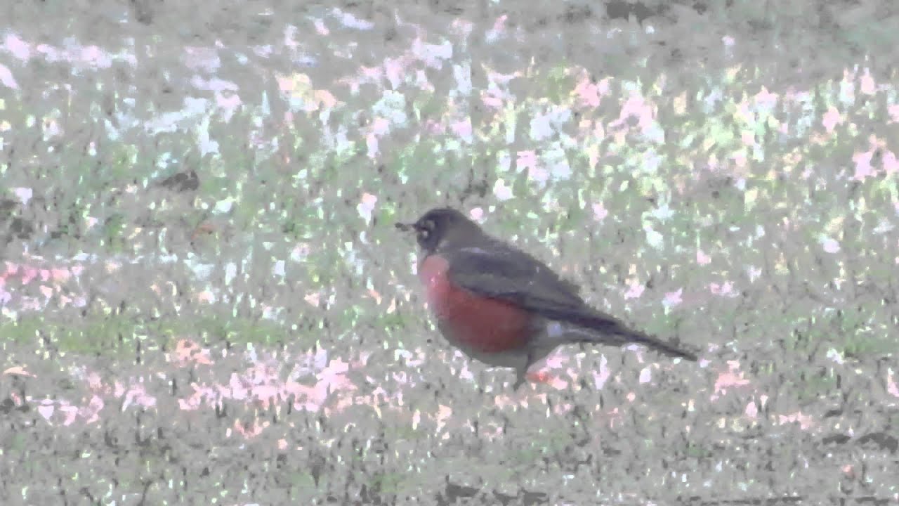 20141216 408 Robins Feeding On The Ground Near The Seventh Hole Tee ...