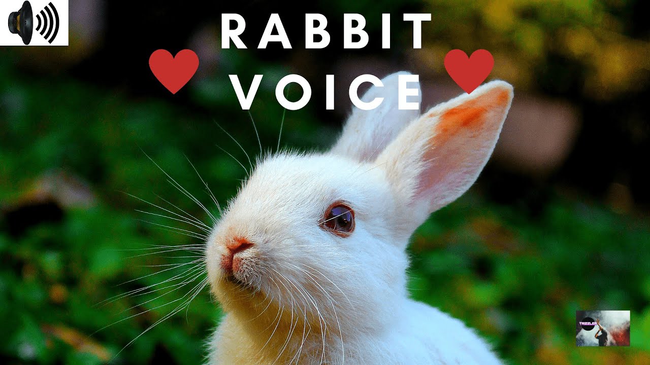RABBIT VOICE | DOMESTIC ANIMAL | BUNNY | CUTE & PET |TRIZZLER | - YouTube