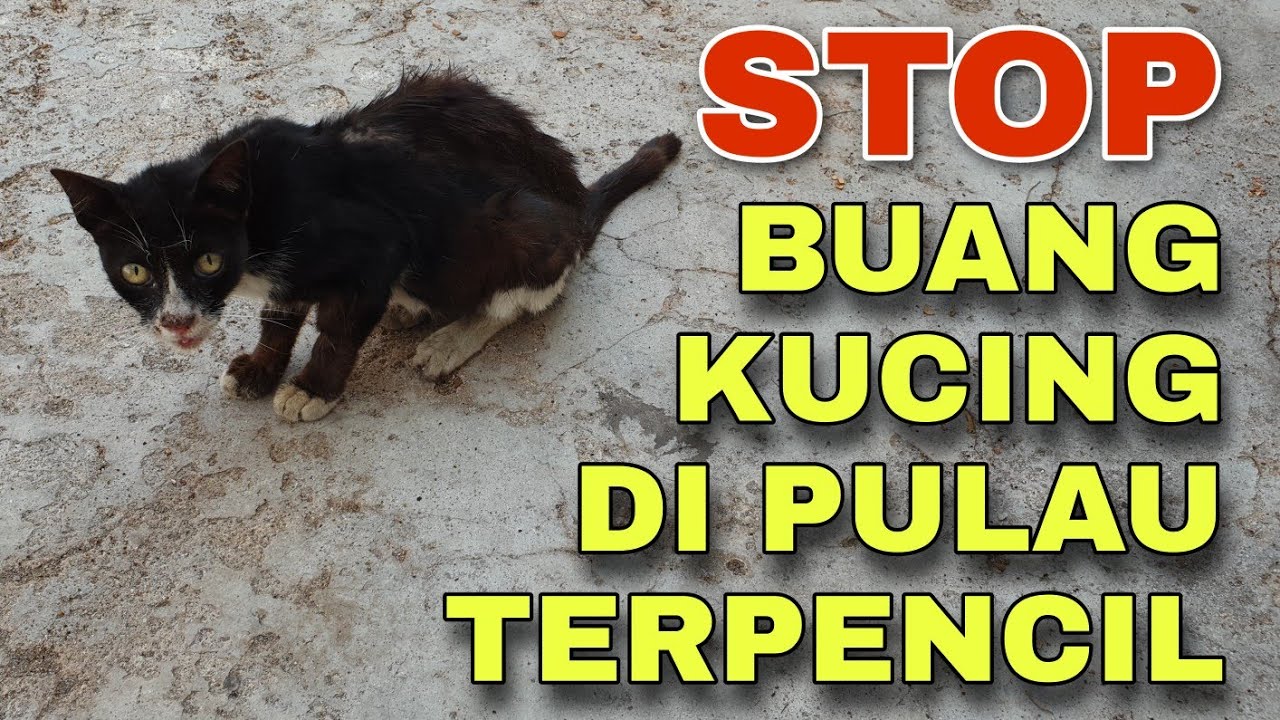 STOP Buang Kucing di Pulau Terpencil - YouTube