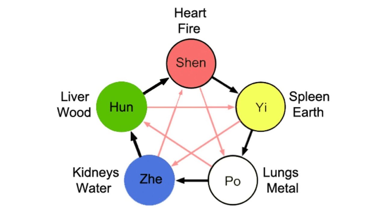 TCM FOUNDATIONS REVIEW #05: ZANG ORGANS (YIN ORGANS) - YouTube
