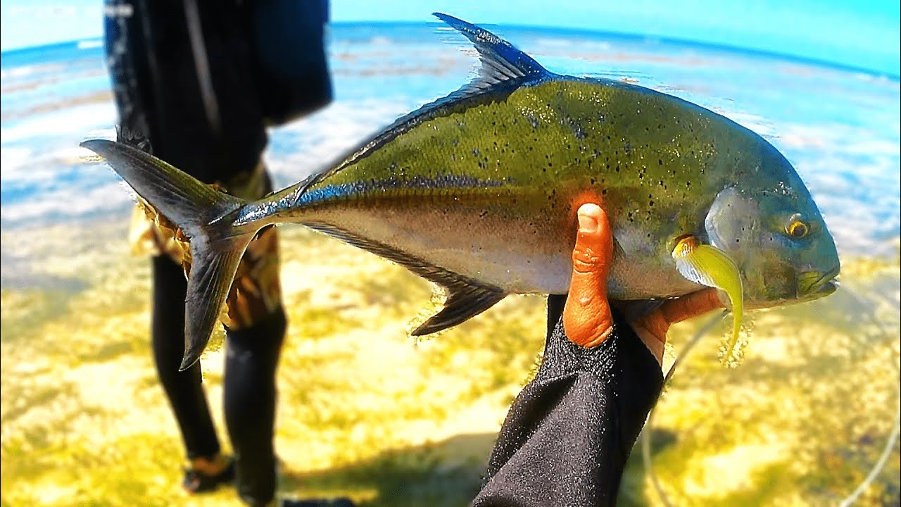 BUBARA BIRU DI SPOT INI TARIKANNYA SELALU KERAS ! - YouTube