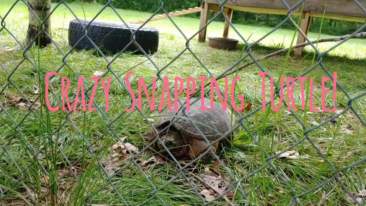 Crazy Snapping Turtle!! - YouTube